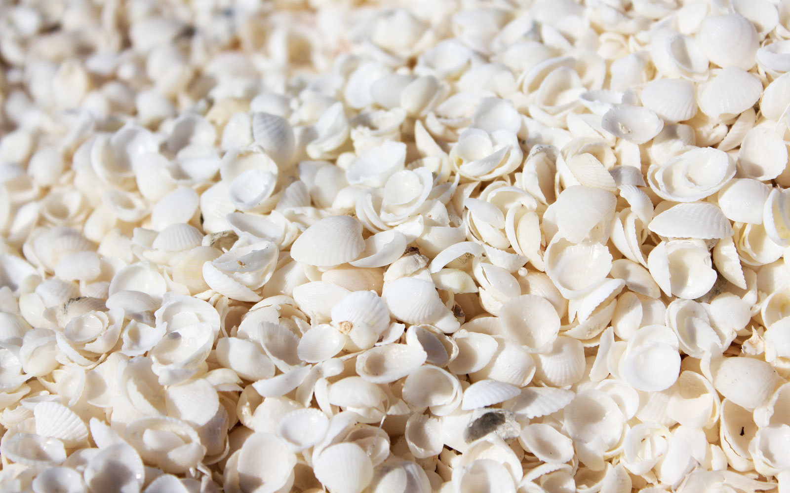 Shell Beach / Western Australia / Australia // World Beach Guide